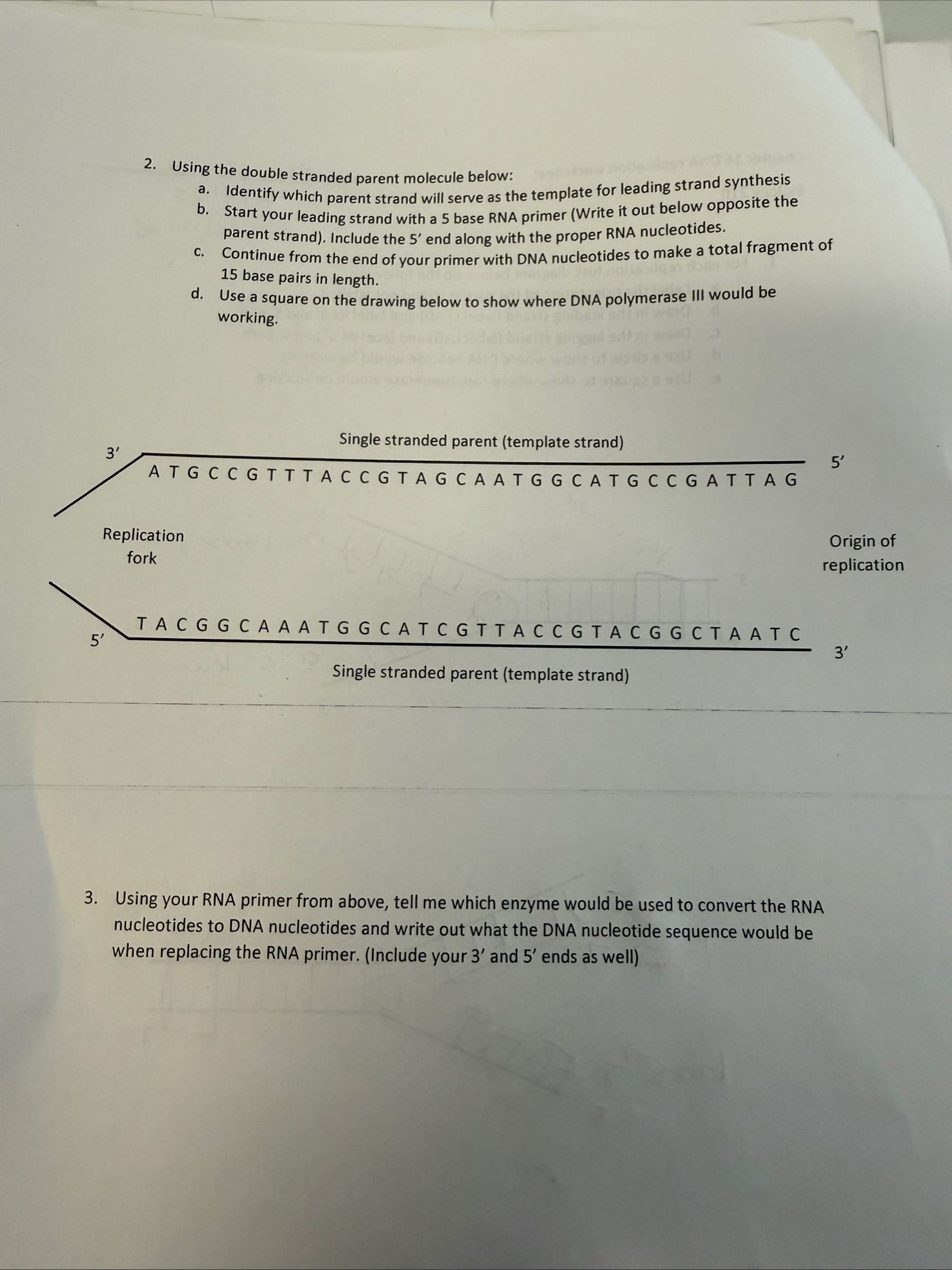 Solved Using the double stranded parent molecule below:a. | Chegg.com