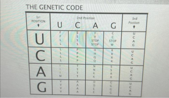 Solved 30. How mamy triglet codons encode for the amino add | Chegg.com