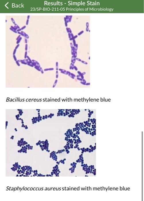 Solved please use the following stain report to answer | Chegg.com