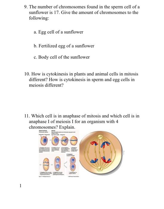 Solved Post-Lab Questions Complete and submit posted Mitosis | Chegg.com