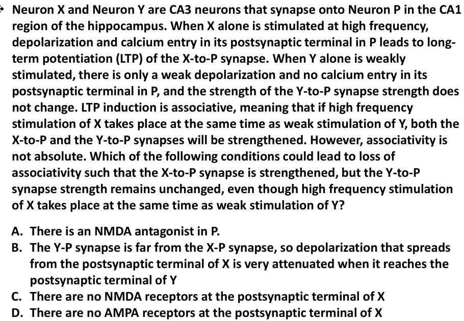 Solved Neuron x ﻿and Neuron Y ﻿are CA3 ﻿neurons that synapse | Chegg.com