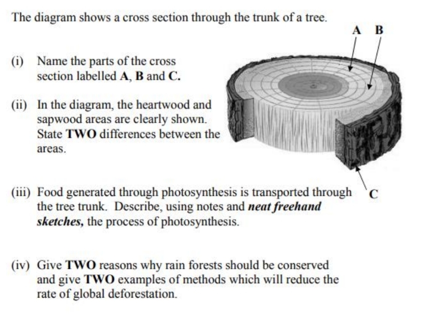 The diagram shows a cross section through the trunk | Chegg.com