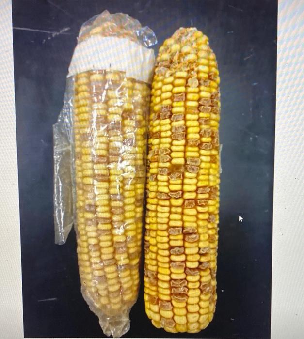 Solved can someone answer the tables corn B, corn G and corn | Chegg.com