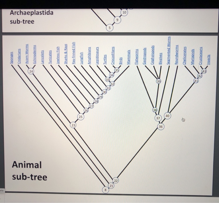 Solved e basic we can 12. Identify the node in the phylogeny | Chegg.com