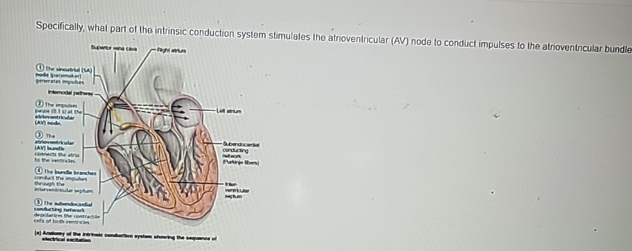 Solved Specifically, what part of the intrinsic conduction | Chegg.com