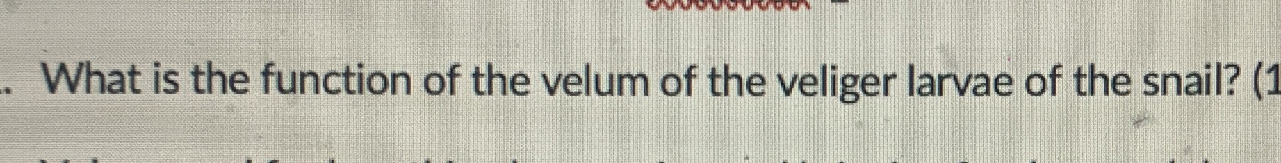 Solved What is the function of the velum of the veliger | Chegg.com
