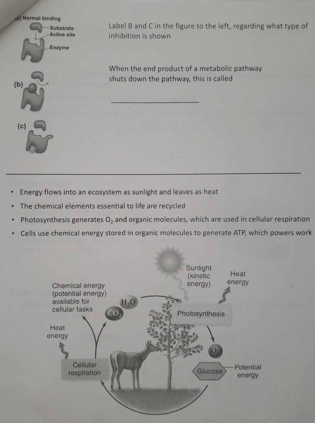 Solved (a) Normal binding Substrate Active site Label B and | Chegg.com