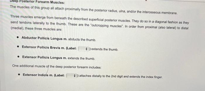 Solved QUESTION 8 Labeling Pre-Lab: Posterior Forearm | Chegg.com