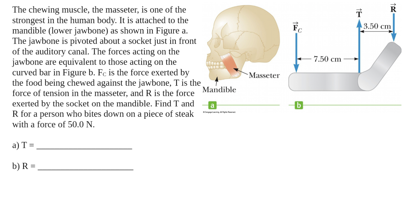 Solved The chewing muscle, the masseter, is one of the | Chegg.com