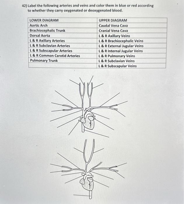 Solved 42) Label the following arteries and veins and color | Chegg.com