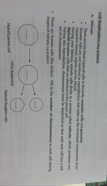 Solved Cell ReplicatioNA. ﻿MitosisThere are two basic types | Chegg.com