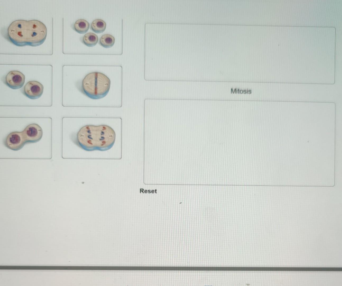 Solved Classify the following stages of the cell cycle into | Chegg.com
