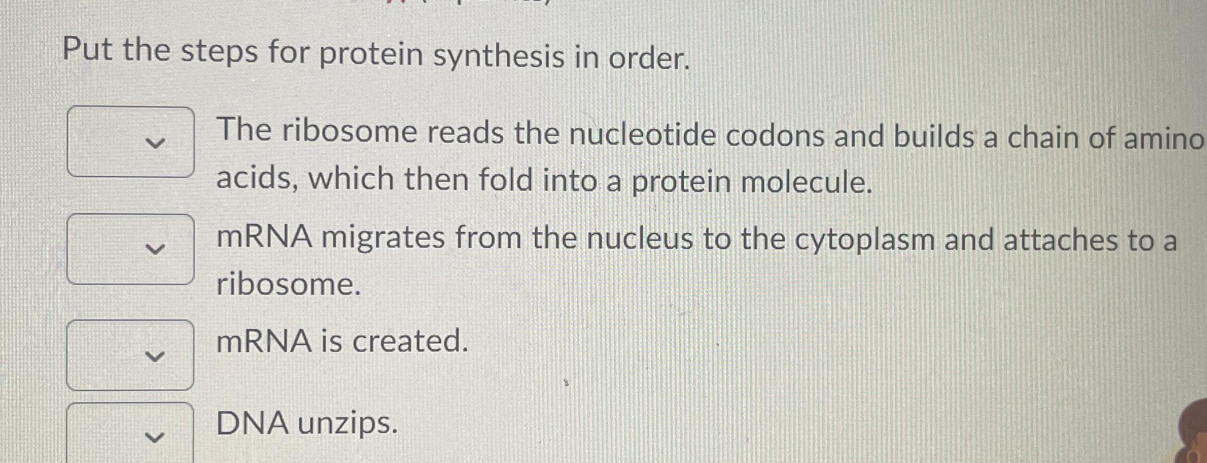 Solved Put the steps for protein synthesis in order.The | Chegg.com