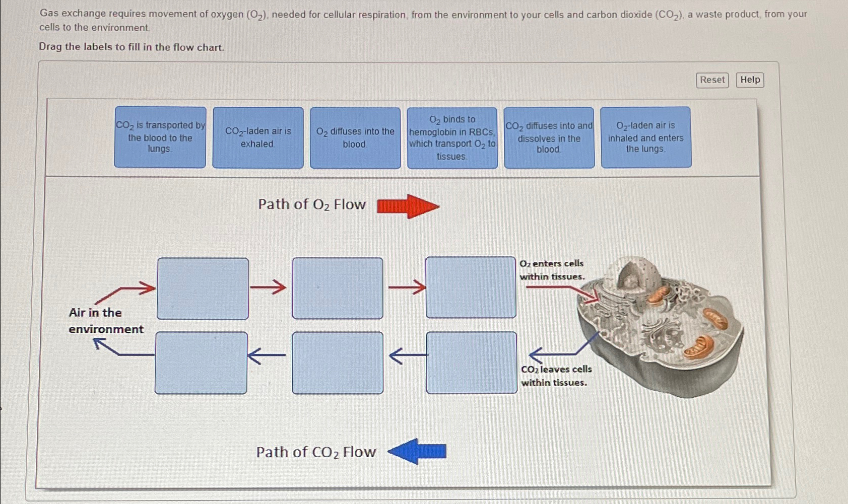 Solved Gas exchange requires movement of oxygen (O2), | Chegg.com