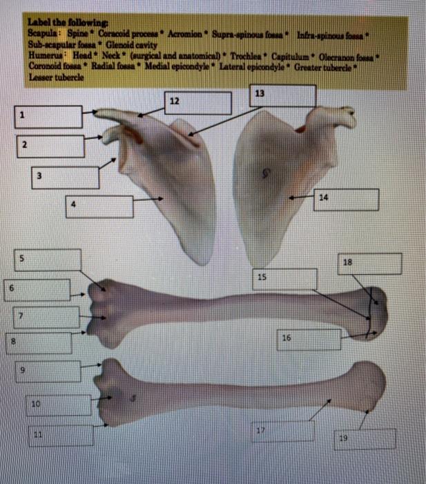 Solved Label the following Scapula Spine Coracoid proces | Chegg.com
