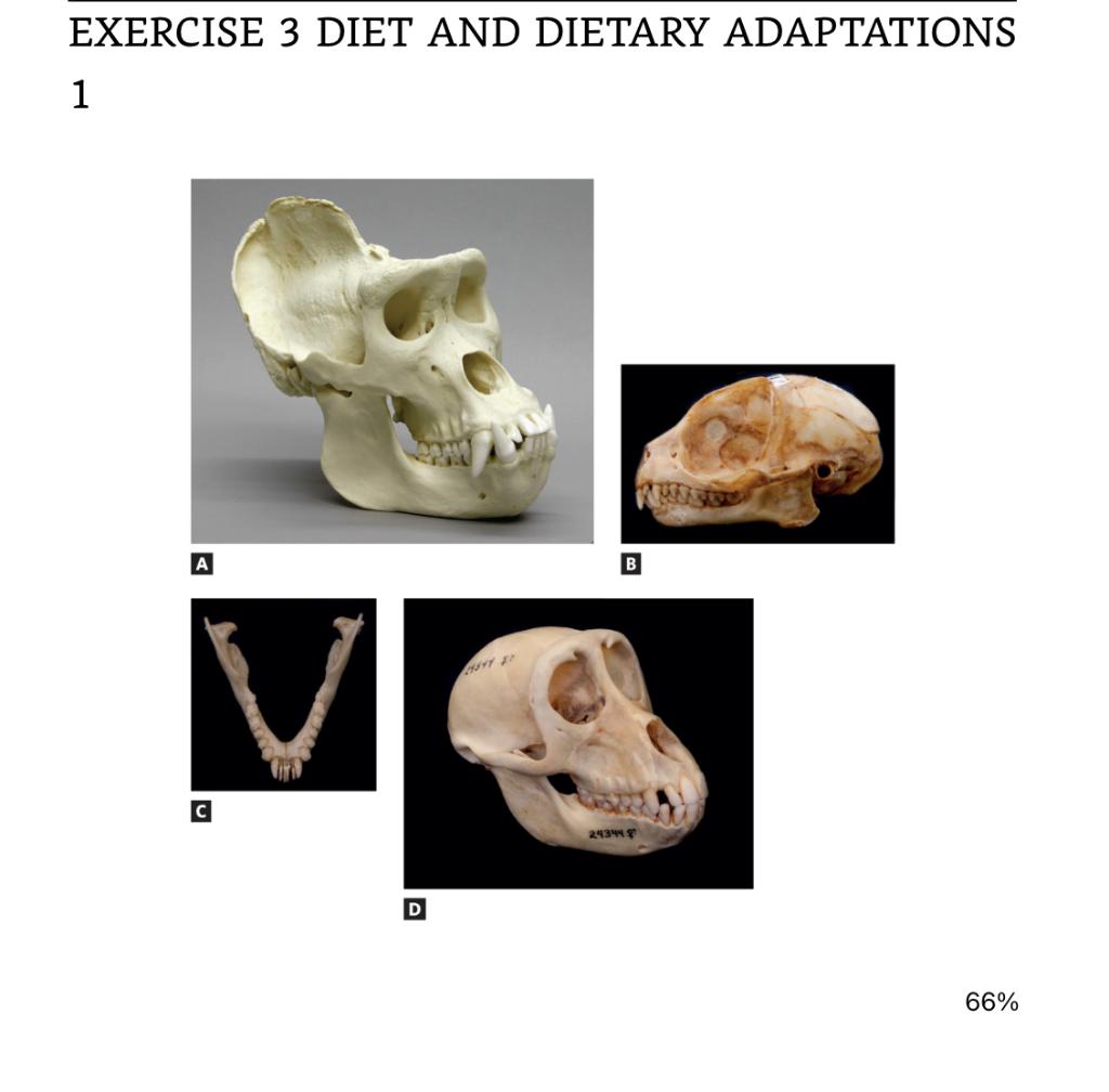 Solved Refer to the mystery primate dentitions in the photos | Chegg.com