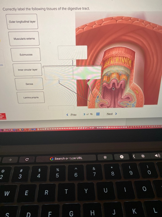Solved Correctly label the following tissues of the | Chegg.com