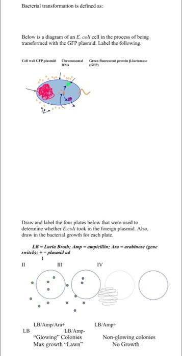 Bacterial transformation is defined as Below is a | Chegg.com