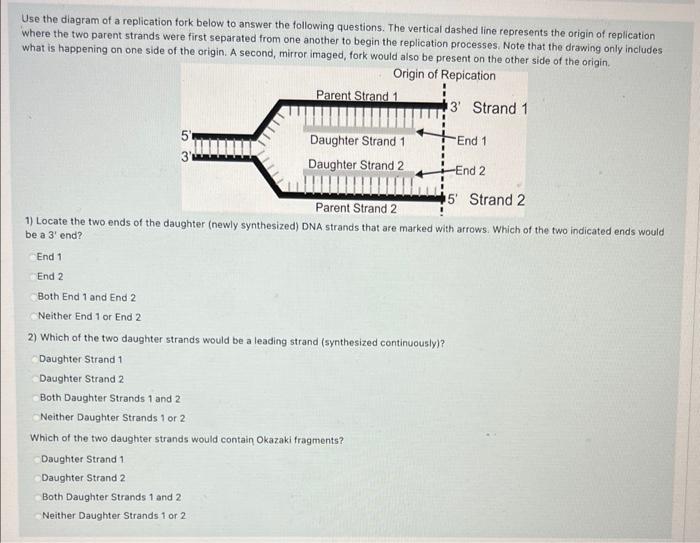Solved Use the diagram of a replication fork below to answer | Chegg.com