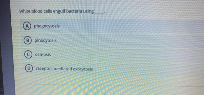 Solved White blood cells engulf bacteria using A | Chegg.com