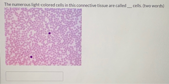 Solved Cells (pointer tip) that make the protein fibers of | Chegg.com