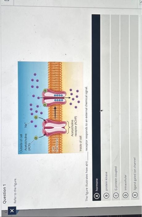 Solved The figure illustrates how a(n) receptor responds to | Chegg.com