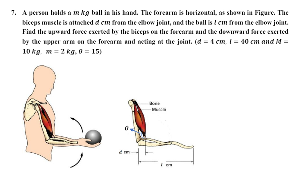 Solved A person holds a mkg ﻿ball in his hand. The forearm | Chegg.com