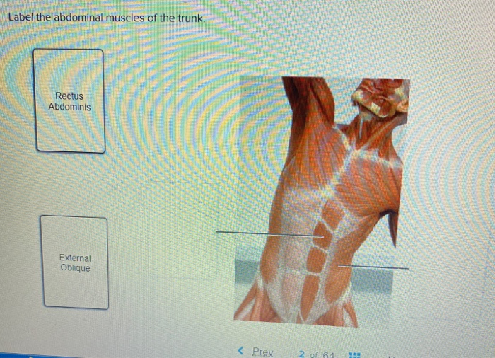 Solved Label the abdominal muscles of the trunk. Rectus | Chegg.com
