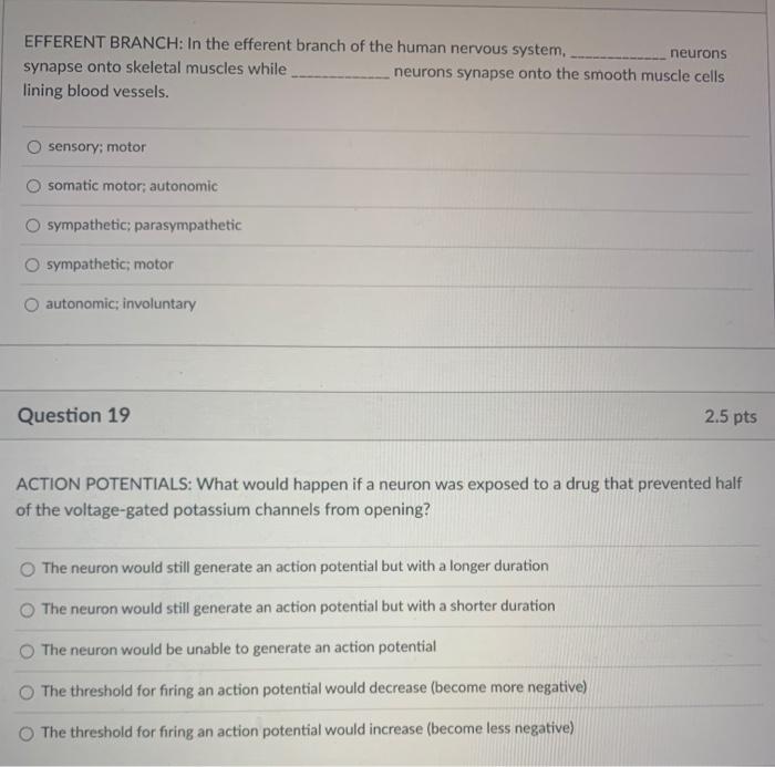 Solved EFFERENT BRANCH: In the efferent branch of the human | Chegg.com