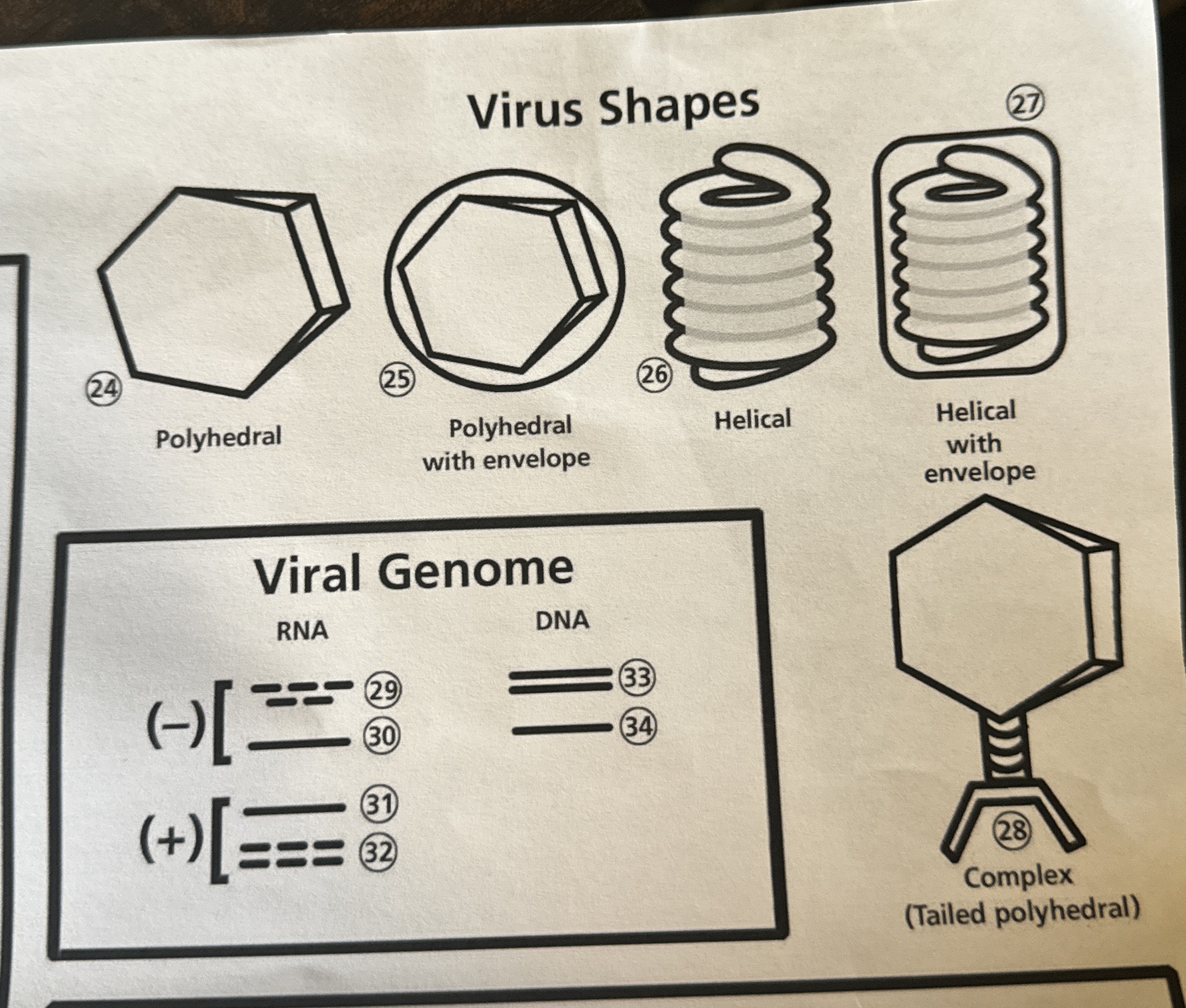 Solved Virus ShapesPolyhedralPolyhedralwith | Chegg.com