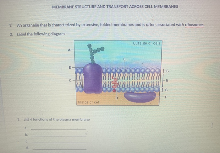 Solved MEMBRANE STRUCTURE AND TRANSPORT ACROSS CELL | Chegg.com