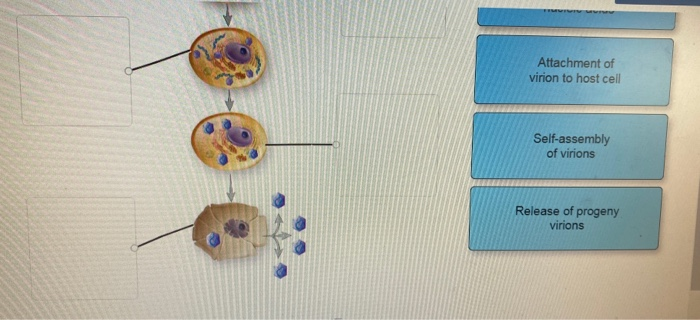 Solved Label the diagram showing a generalized viral life | Chegg.com