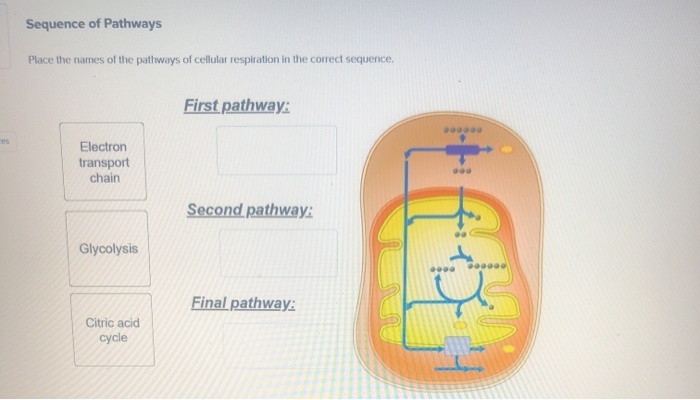 Solved Sequence of Pathways Place the names of the pathways | Chegg.com Solved Sequence of Pathways Place the names of the pathways | Chegg.com