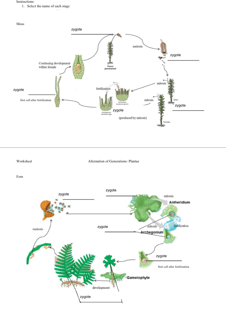 Solved Instructions:Select the name of each | Chegg.com