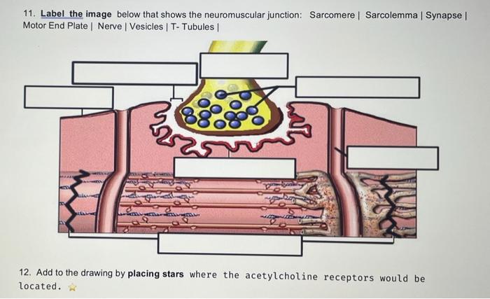 Solved 11. Label the image below that shows the | Chegg.com