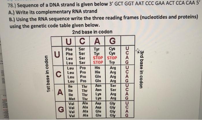 Solved 78.) Sequence of a DNA strand is given below 3' GCT | Chegg.com