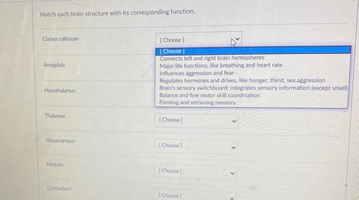 Solved Match each brain structure with its corresponding | Chegg.com