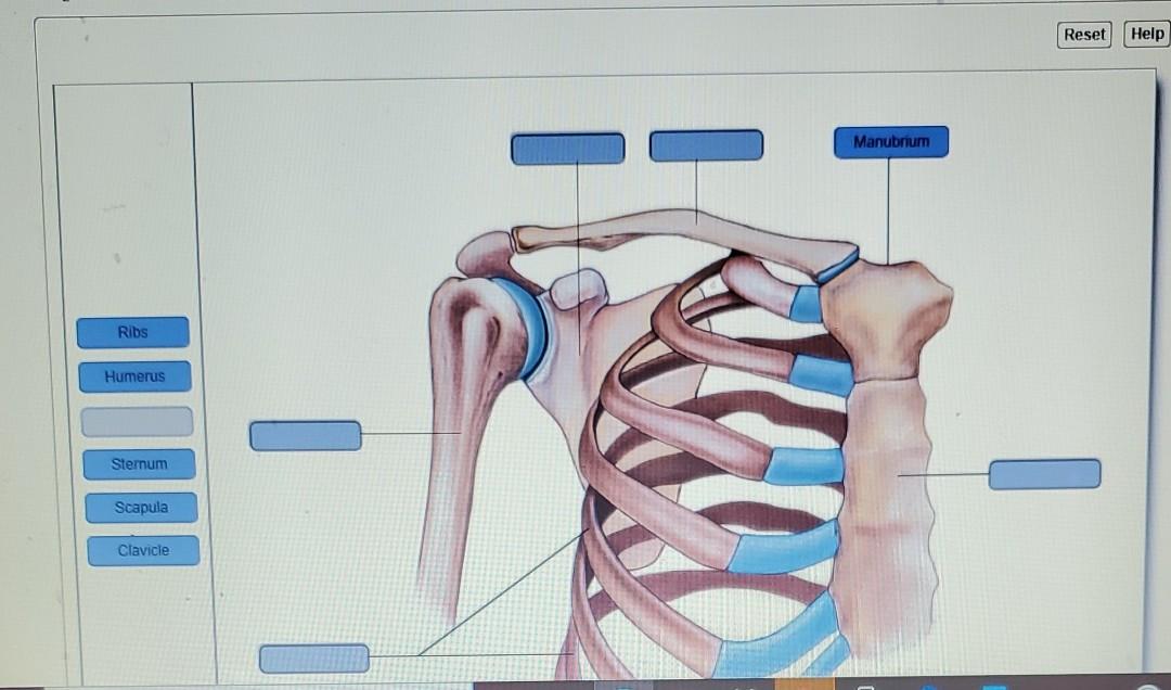 Solved Reset Help Manubrium Ribs Humerus Sternum Scapula | Chegg.com