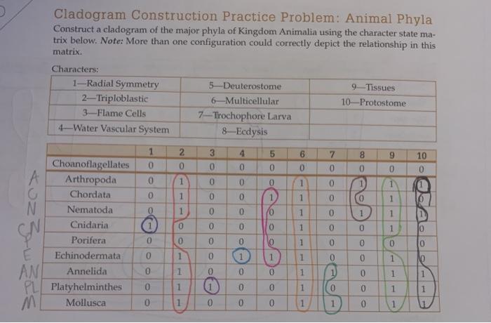 Solved Cladogram Construction Practice Problem: Animal Phyla | Chegg.com