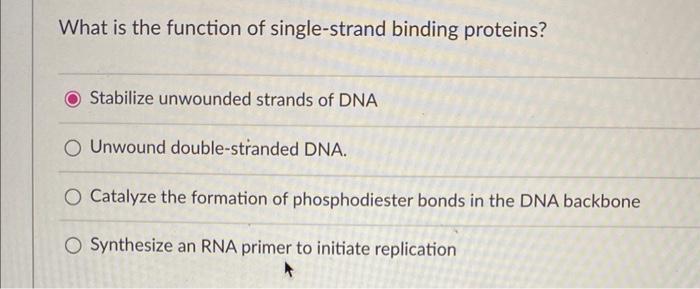 Solved What is the function of single-strand binding | Chegg.com