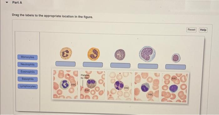 Solved Drag the labels to the appropriate location in the | Chegg.com
