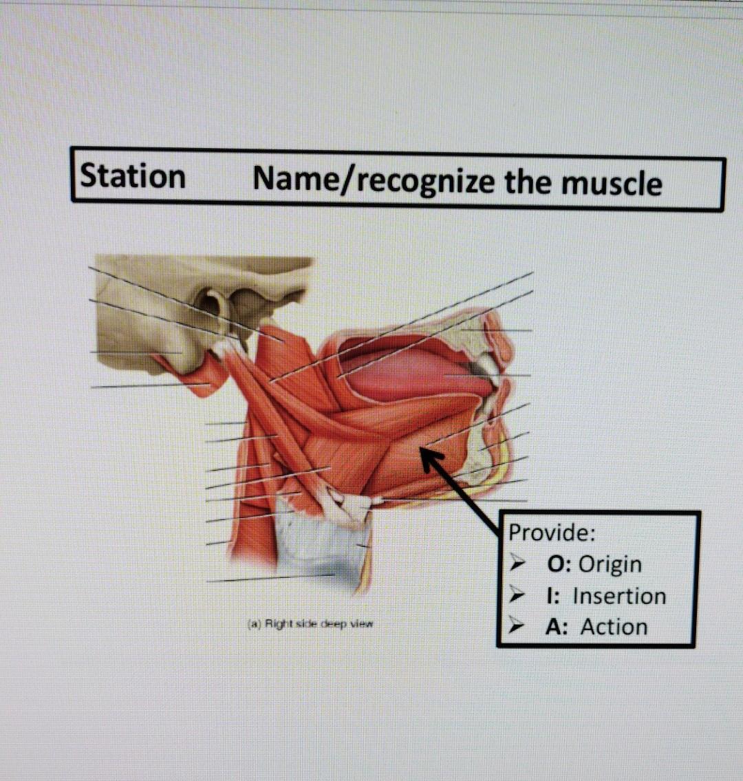Station Name/recognize the muscle\begin{tabular}{ll} | Chegg.com