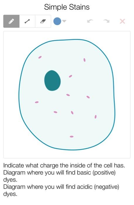 Solved Simple Stain You perform a wet mount and observe your | Chegg.com