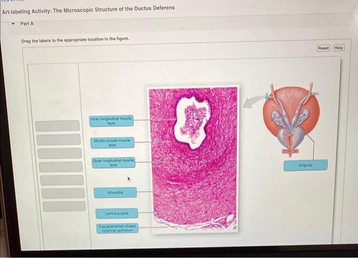 Solved Art-labeling Activity: The Microscopic Structure of | Chegg.com