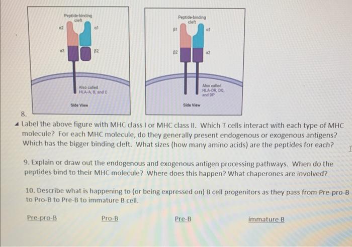 Solved L Label the above figure with MHC class I or MHC | Chegg.com
