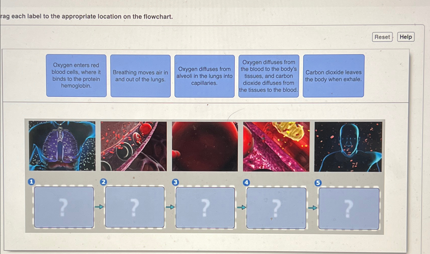 Solved rag each label to the appropriate location on the | Chegg.com