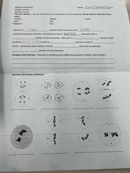 Solved Identify each phase of Meiosis | Chegg.com