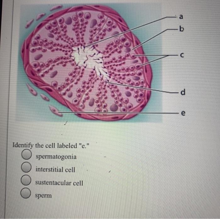 Solved a b с -d e Identify the cell labeled "e." | Chegg.com