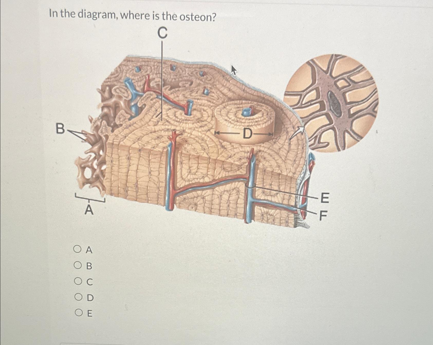 Diagram Of Osteon Osteon Canal Concentric Flashcards Terms