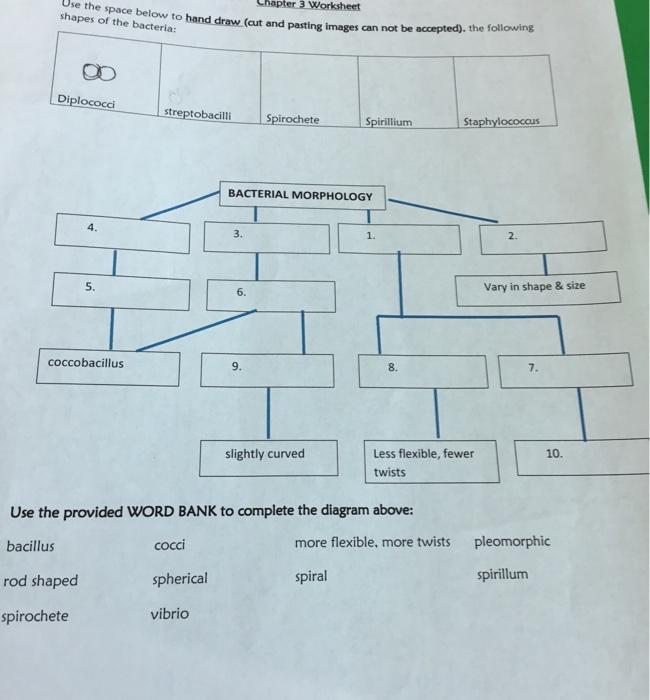 Solved hapter 3 Worksheet Use the space below to hand draw | Chegg.com